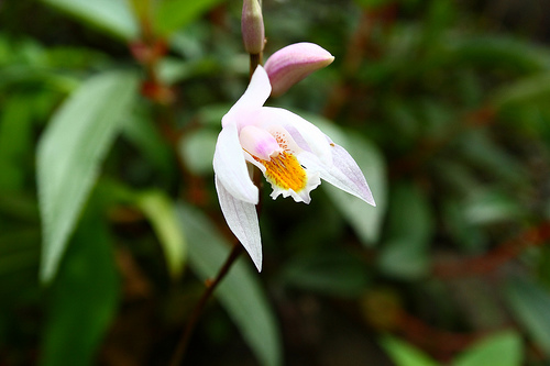 白及 - 御花園 - udn部落格