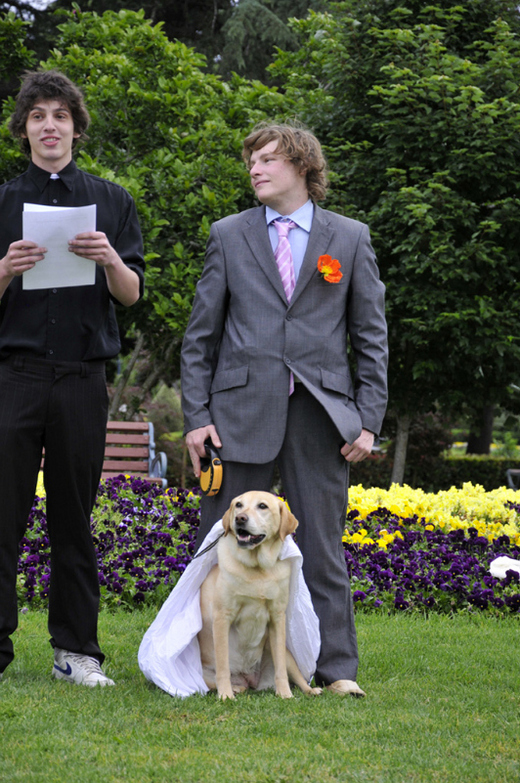 男人與狗的婚禮 - 心靜自然涼 - udn部落格