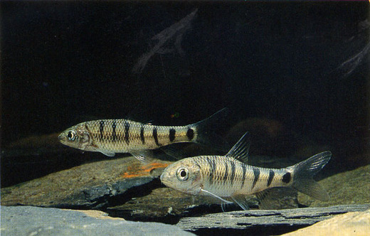 我家魚缸裡常養的溪魚 - kurich 的網誌 - udn部落格