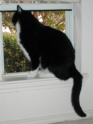 摸肚肚 - 麥狗狗的狗窩 - udn城市