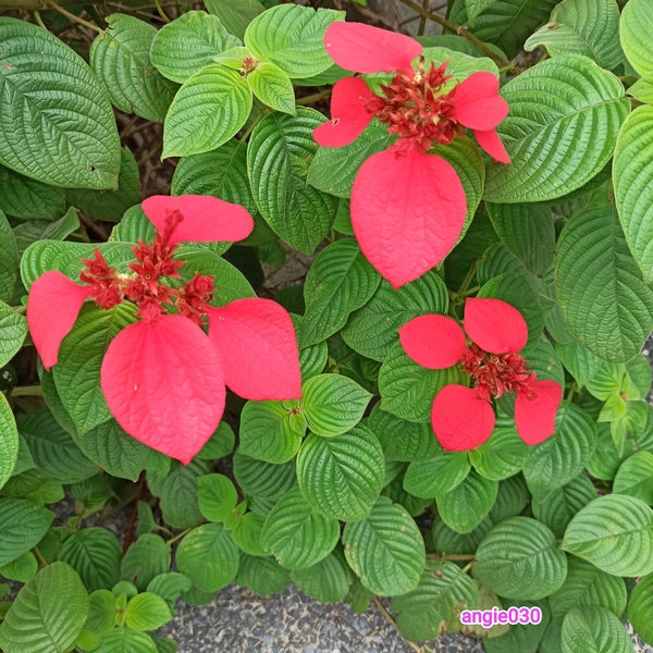 走路風景 - angie030 的網誌 - udn部落格