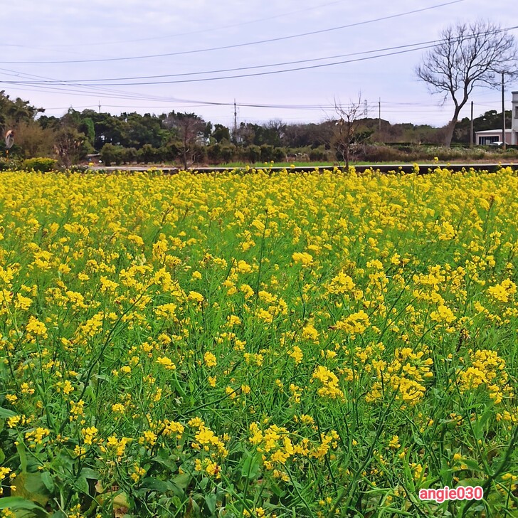 黃花田 - angie030 的網誌 - udn部落格