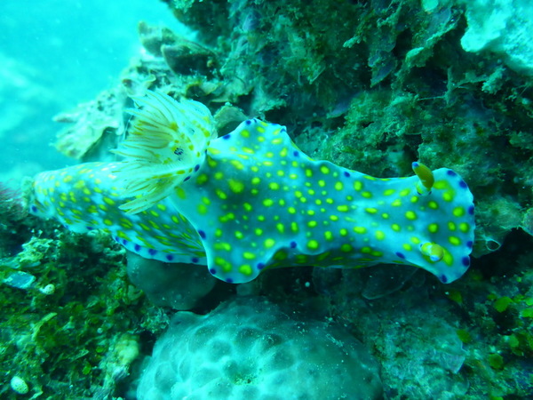 2017東北角潛水－和美 - hsuankuang 的部落格 - udn部落格