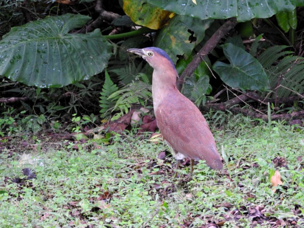 季風起，候鳥至 - (2017.10.20~10.25若淵的自然觀察) - 若淵的案頭山水 - udn部落格