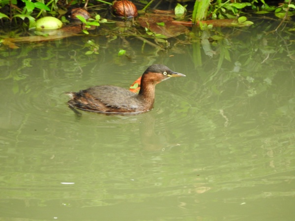 莫得其偶，得其環中 - (2019.10.27~11.12若淵的自然觀察) - 若淵的案頭山水 - udn部落格