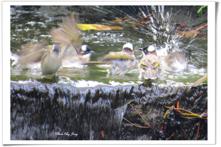 夏日出浴消暑樂－士林官邸白頭翁、樹鵲、八哥、紅嘴黑鵯篇 - jong2020 的部落格 - udn部落格