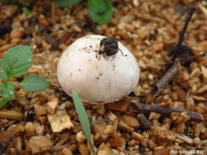 拍菇趣20240119 - 寧靜田園筆記 - udn部落格