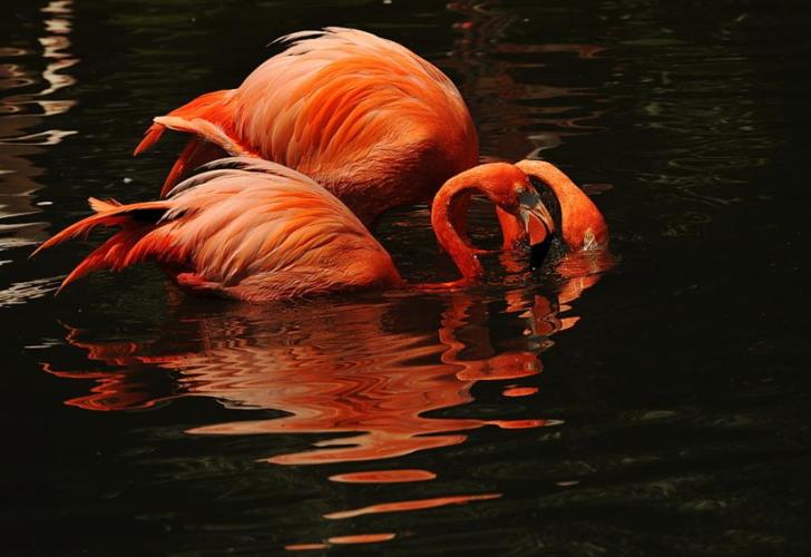 ♥♥ 點燃紅色火焰 ♥♥ 佛朗明哥女郎揭開序曲 ♥♥ 相愛的心，情義永在，直到完全佔領 ♥♥ - 🐾 結果先確定 方法自然來 🐾 - udn部落格