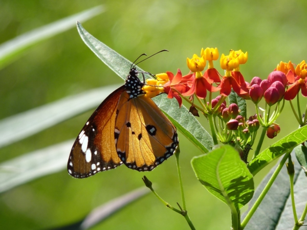 馬利筋與樺斑蝶 - 白桕花園 - udn部落格