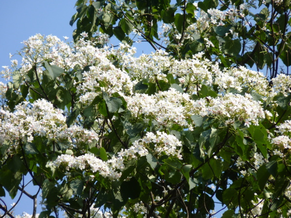 步道 油桐 花 落 - 白桕花園 - udn部落格