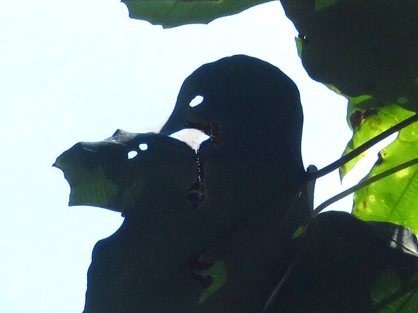 桐葉是雕神(油桐四)---天藝51 - 山畝 - udn部落格