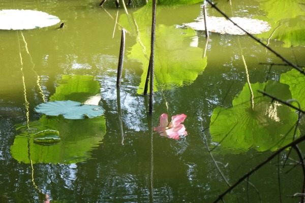 《倒影》 - Small Miracles 小小奇蹟 - udn部落格