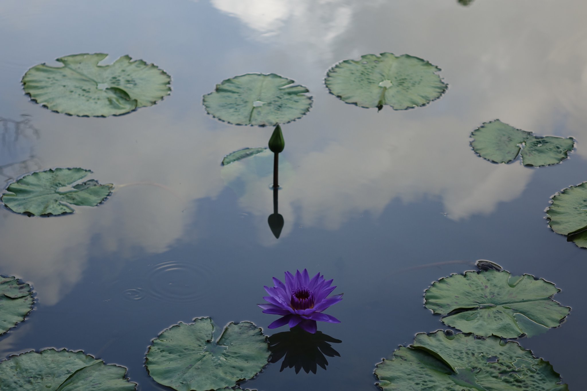 《盛開》 - Small Miracles 小小奇蹟 - udn部落格